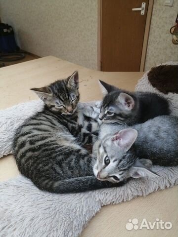 Котейки, мальчики. Отдам в хорошии руки