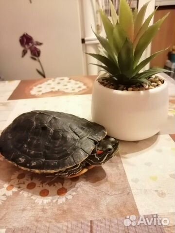 Черепаха красноухая