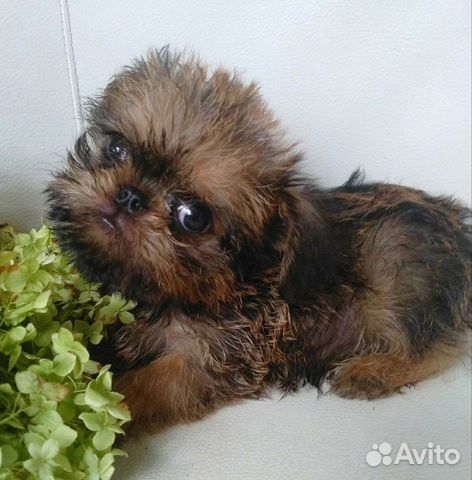 Мальчики брюссельцы