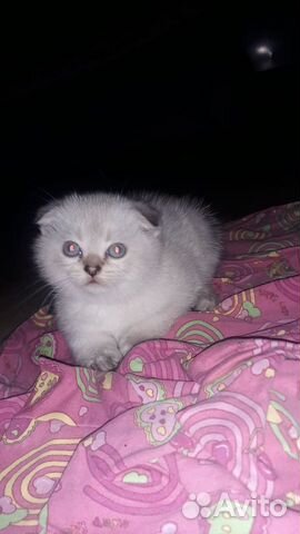 Шотландский Мальчуган