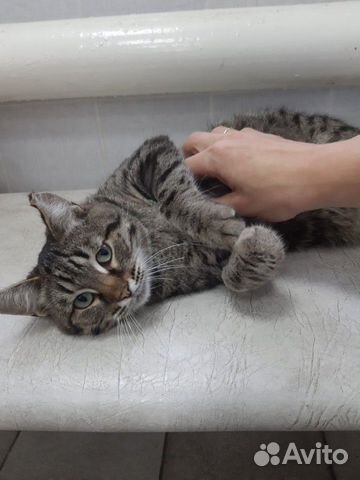 Котик ищет свой дом