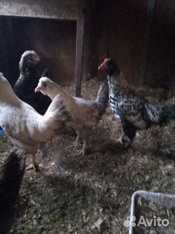 Куры породные