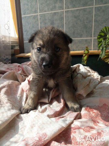 Щенки в добрые руки