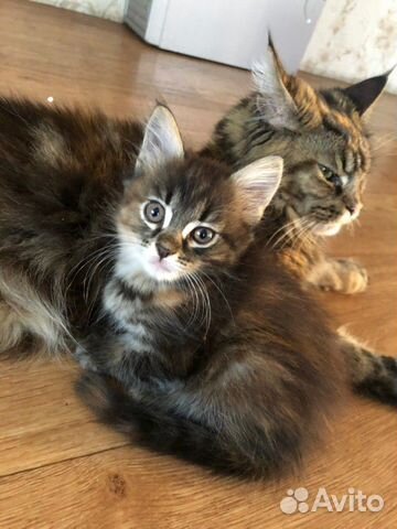 Котята (помесь с мейнкуном)