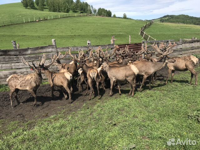 Марал алтайский