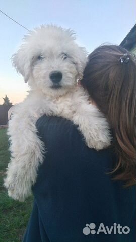 Щенки Комондора