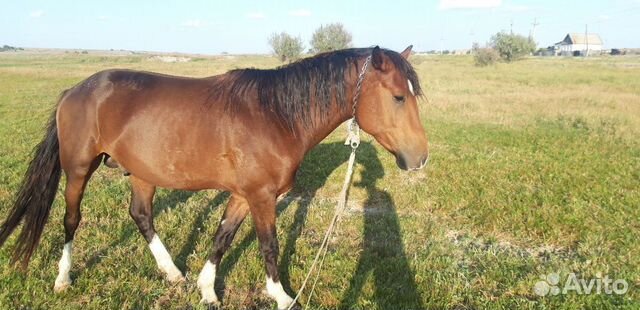 Лошадка, красавчик