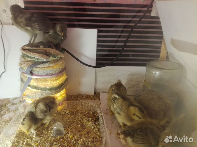 Циплята породы Бентамка