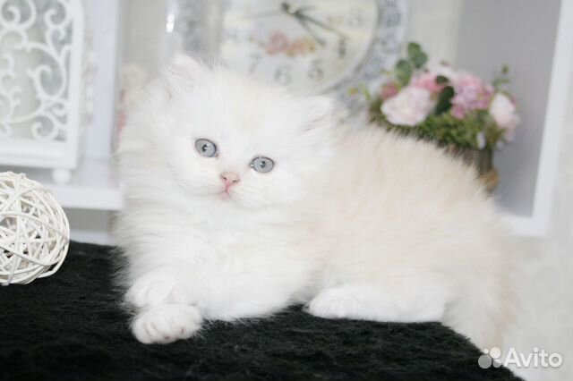 Лорд Леон - редчайшая розовая шиншилла