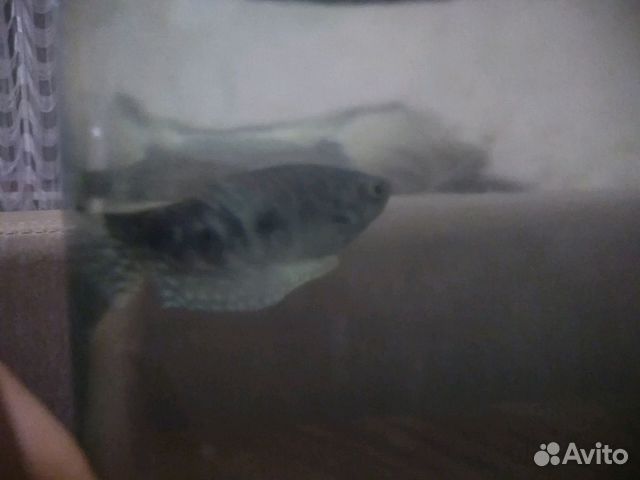 Самец гурами