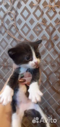 Котята страйты