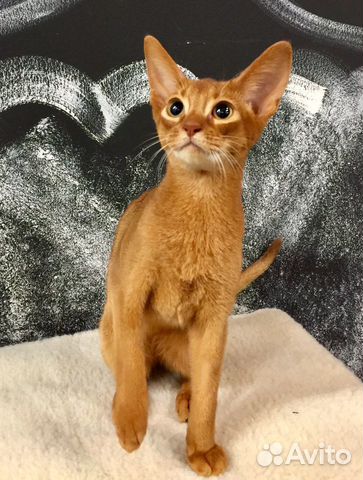 Котик соррель Марсель