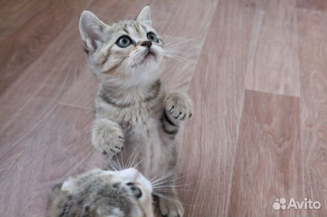 Шотландские кошечки
