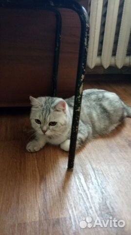 Найдена кошка британка или шотланка