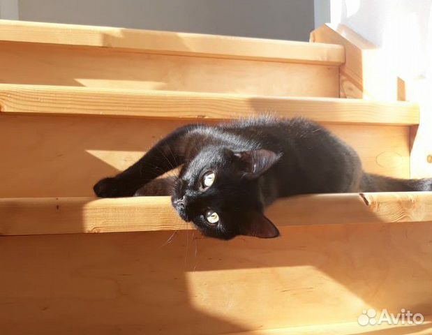 Черный котенок