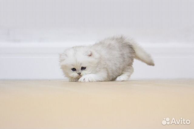 Милый карапуз