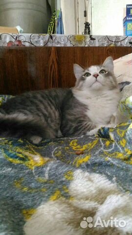 Молодой барин