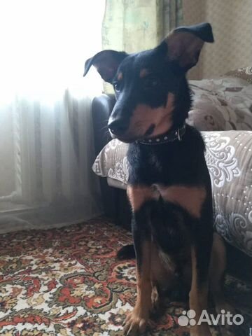 Метис Пинчера