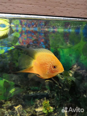 Аквариум с рыбками