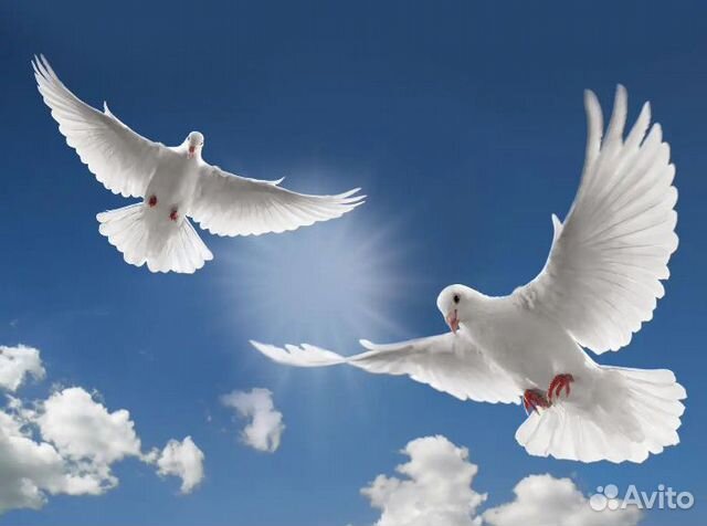 Голуби разные