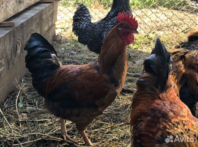 Продаются молодые петушки (6 мес.) Уфа (с. Жуково)
