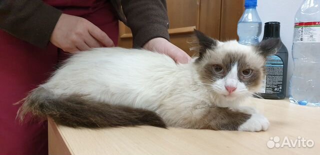Котёнок ищет хозяина