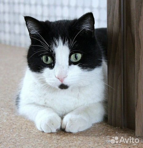 Крупный добрый котик ищет дом