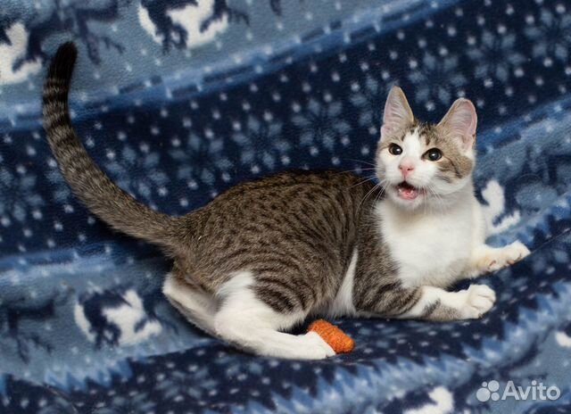 Лаврик ищет дом