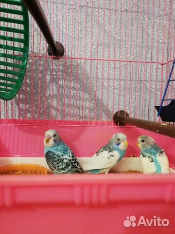 Птенчик с клеткой