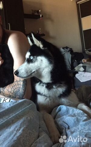 Щенок сибирского хаски Айко