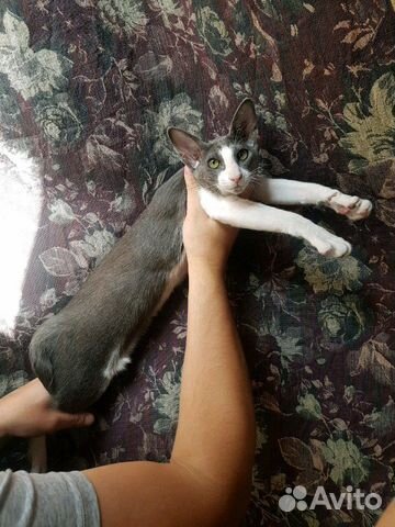 Ориентальный котенок