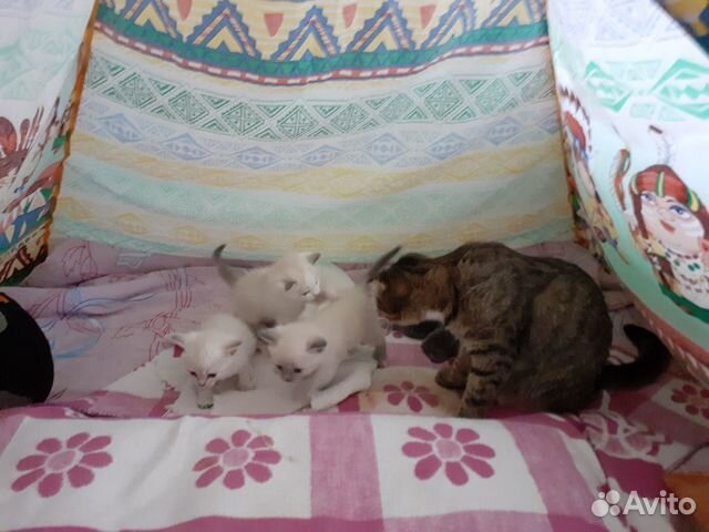 Котята от невской маскарадной/ папа чужак) отдам д