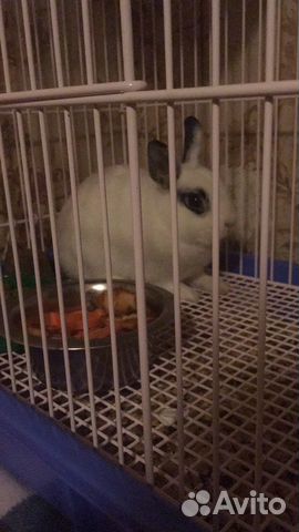 Кролик в дар