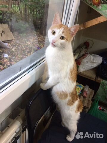 Котик- подросток, мышелов