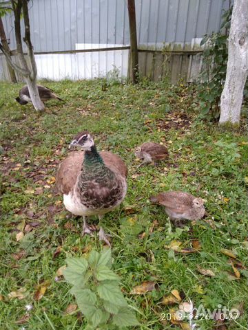 Индийские и черноплечии павлинята