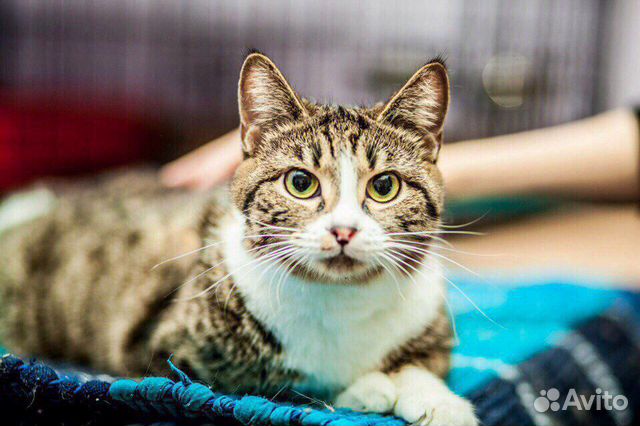 Кошечка Варя из приютской клетки