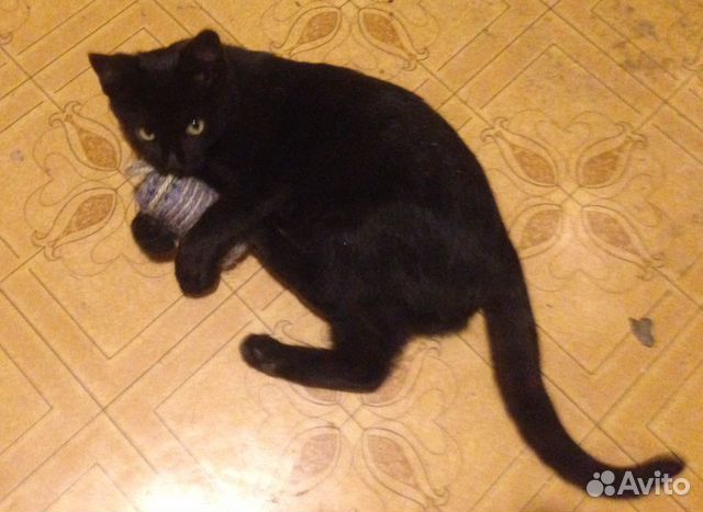 Очень ласковый и позитивный котенок