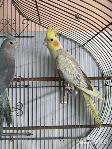 Попугай Нимфа Корелла птенцы