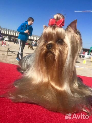 Йорк для вязки