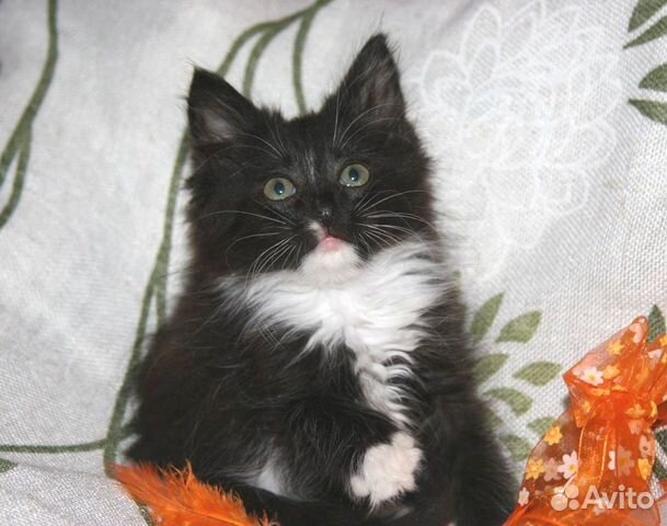 Масяня-черная пушистая киска 2 месяца в дар