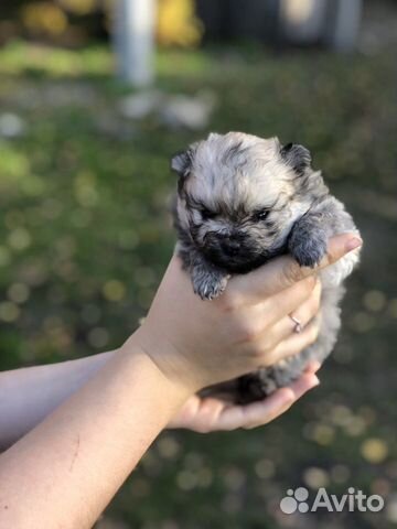 Щенок померанского шпица