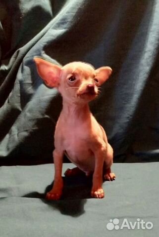 Пражский крысарик маленькое чудо