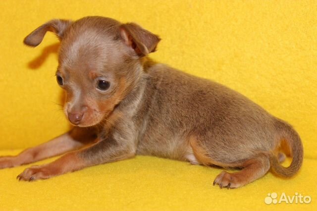 Крошечные тойчики (РКФ)