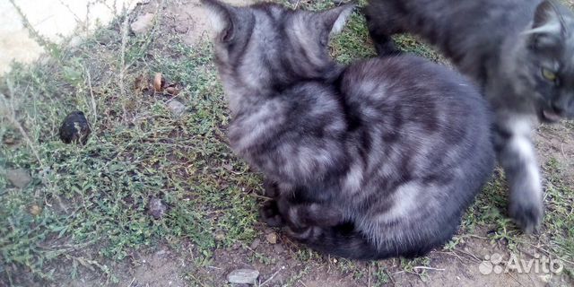 Красивые котята