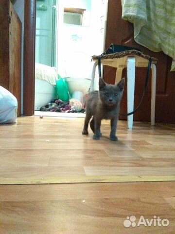 Котенок мальчик