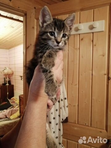 Отдам котят лучшим хозяевам