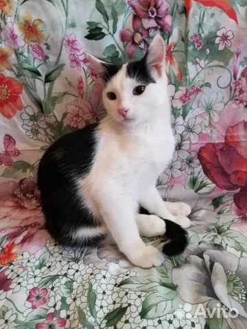 Котята