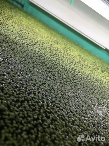 Ряска, пистия, молли