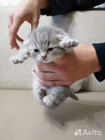 Продам котят, шатланская вислоухая