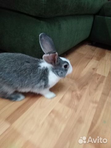 Крольчонок ручной